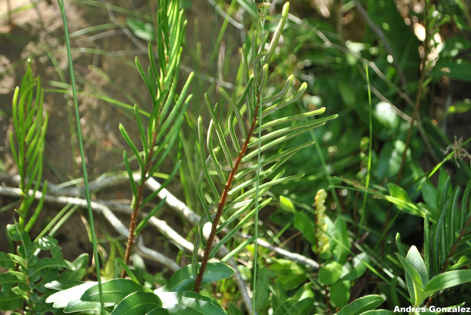 FOTOS DE FLORA NATIVA Y ADVENTICIAS DE URUGUAY : Parablechnum cordatum ...