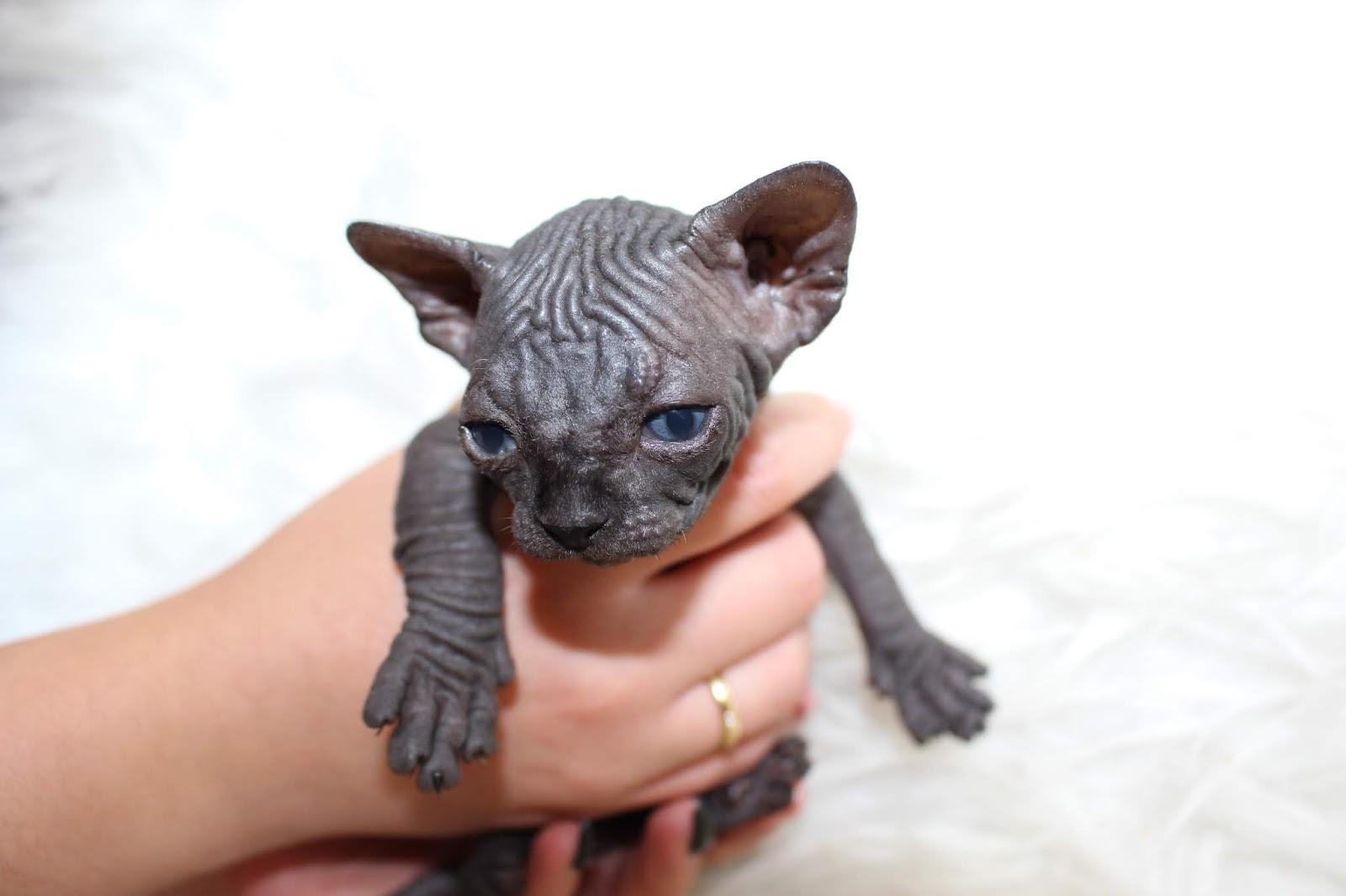 Cattery Löwenglut: C-Wurf