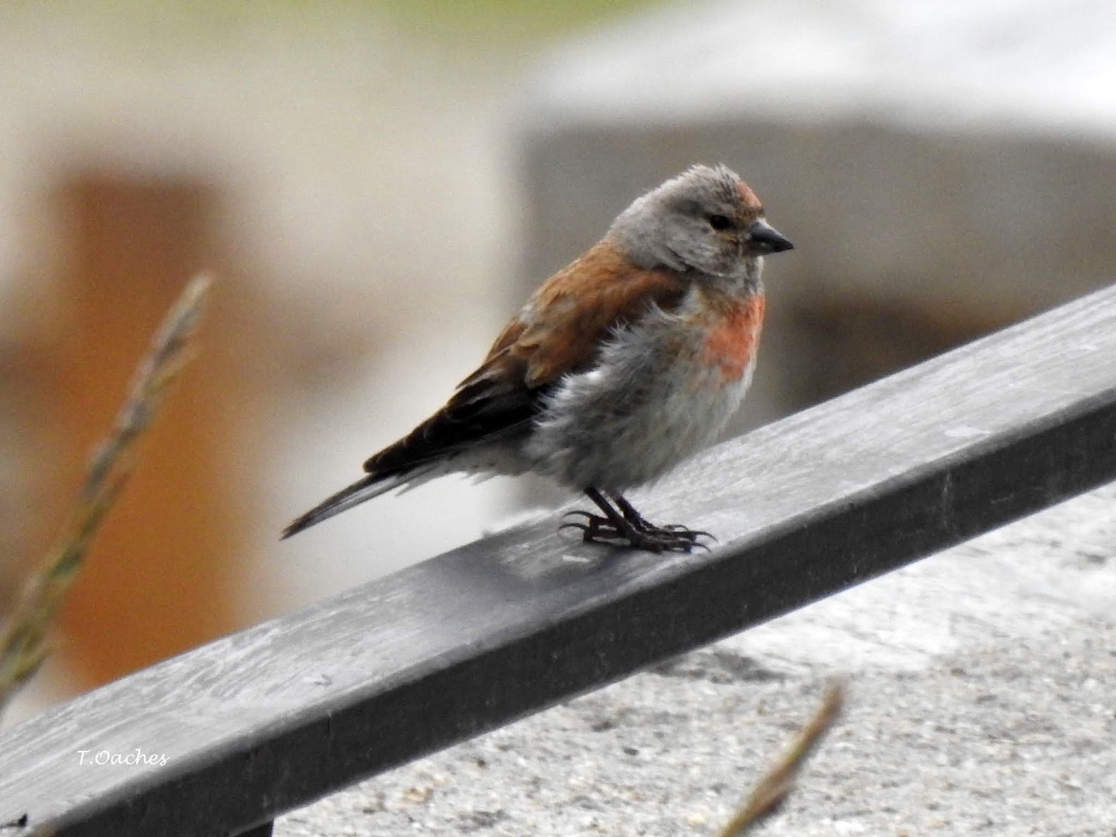PASARI DIN ROMANIA: CANEPAR (Pietrusel), Linaria cannabina
