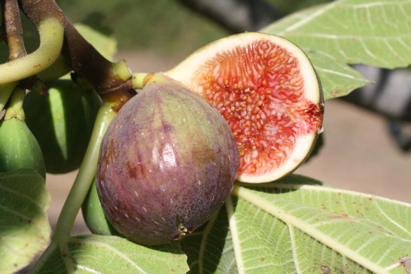 Flanders Fig - Var Tin