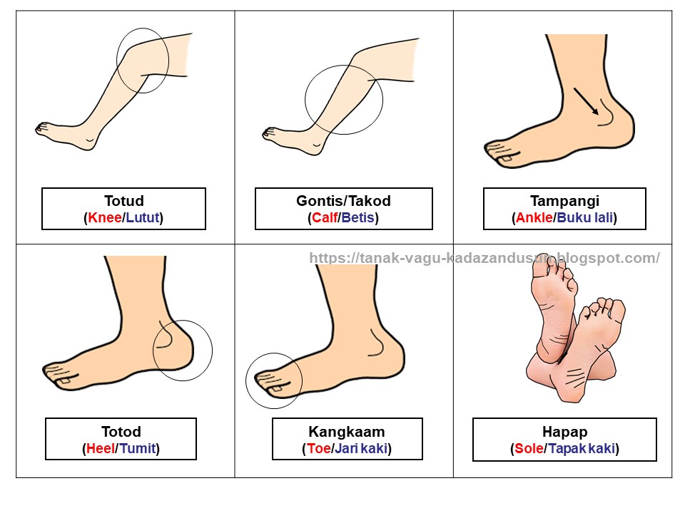 Tanak Vagu Kadazan Dusun: Pangan do tinan/Parts of the body/Anggota Badan