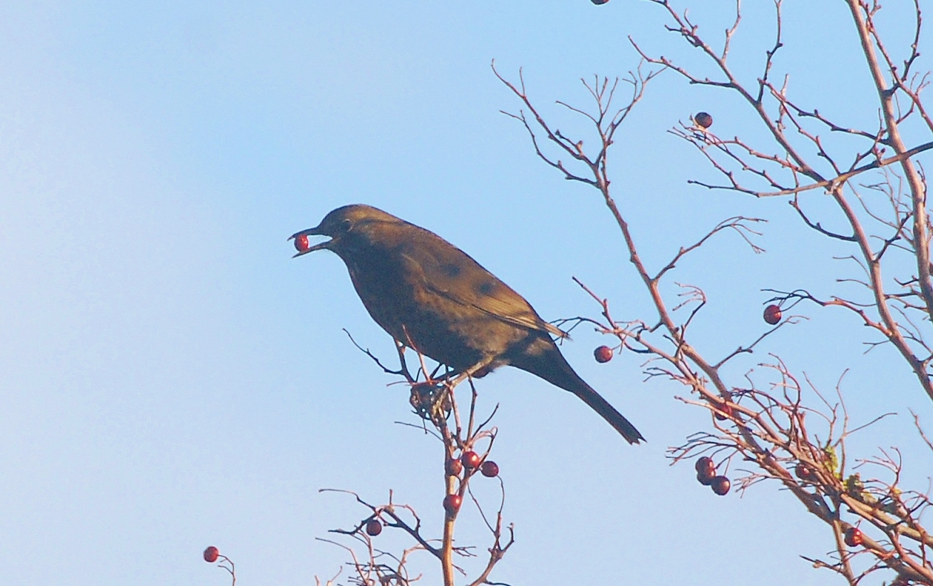 Beachborough Park Wildlife Sightings Folkestone Kent: Bird Sightings ...