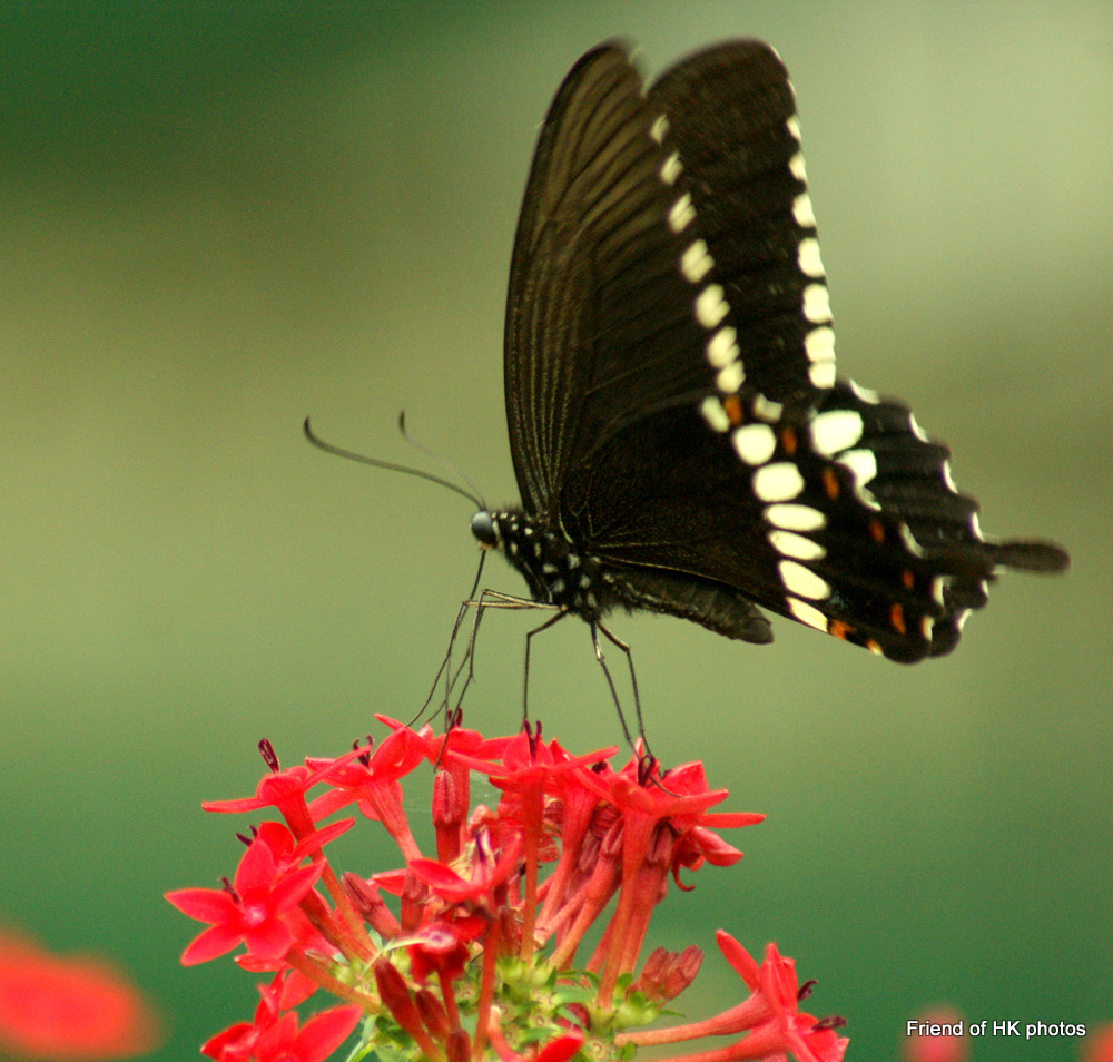 Photographic Wildlife Stories in UK/Hong Kong: White Dragontail butterfly