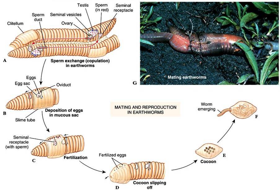 Filum Nemathelminthes Struktur Tubuh Sistem Reproduksi Klasifikasi - Riset