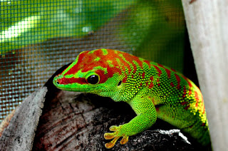 The Gecko Zone : The Giant Day Gecko