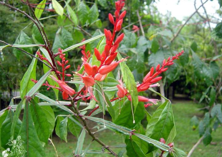 Quássia (Quassia Amara)