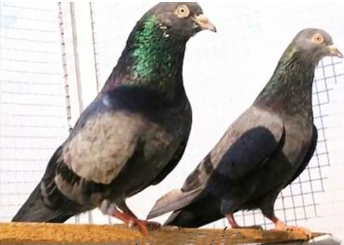 Lahore123: nele hary kabootar