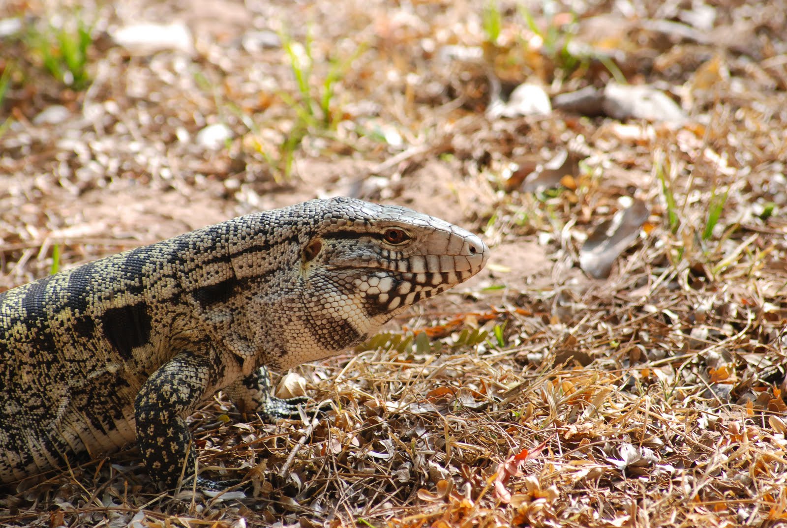 Donald and Esther's Travels: Reptiles and Amphibians of Brazil