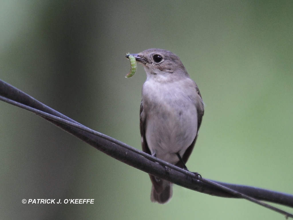 Raw Birds: SEMI COLLARED FLYCATCHER [Female] (Ficedula semitorquata ...