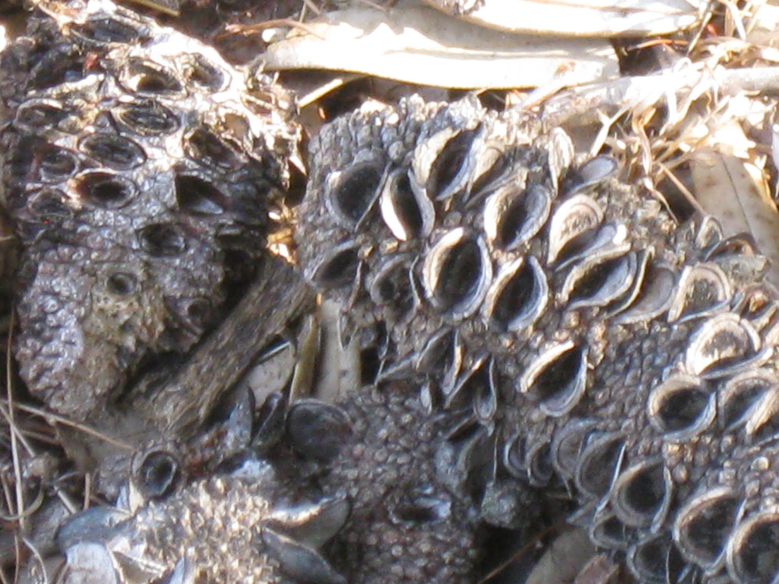 Robin's Double Life: Stunning gnarled trunks and banksia cones