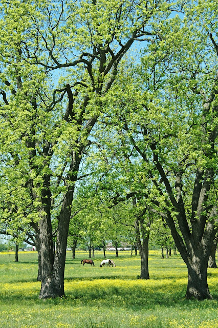 Northern Pecans: Spring blooms in a native pecan grove