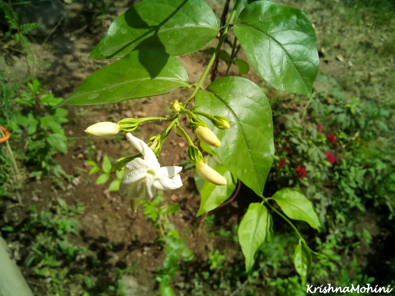 Beautiful Kunda Flowers