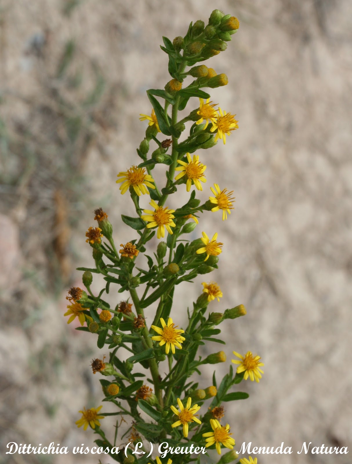 Menuda Natura: Dittrichia viscosa (L.) Greuter