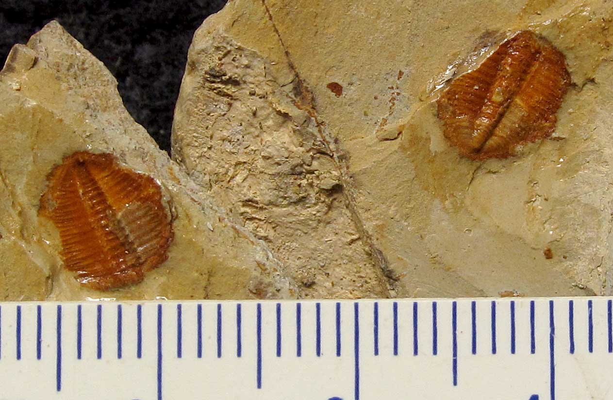 Louisville Fossils and Beyond: Cambrian Trilobites Found in Conasauga ...