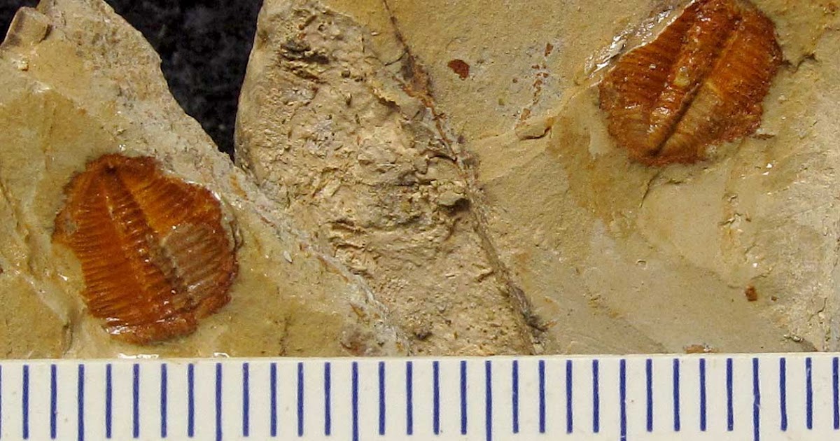 Louisville Fossils and Beyond: Cambrian Trilobites Found in Conasauga ...