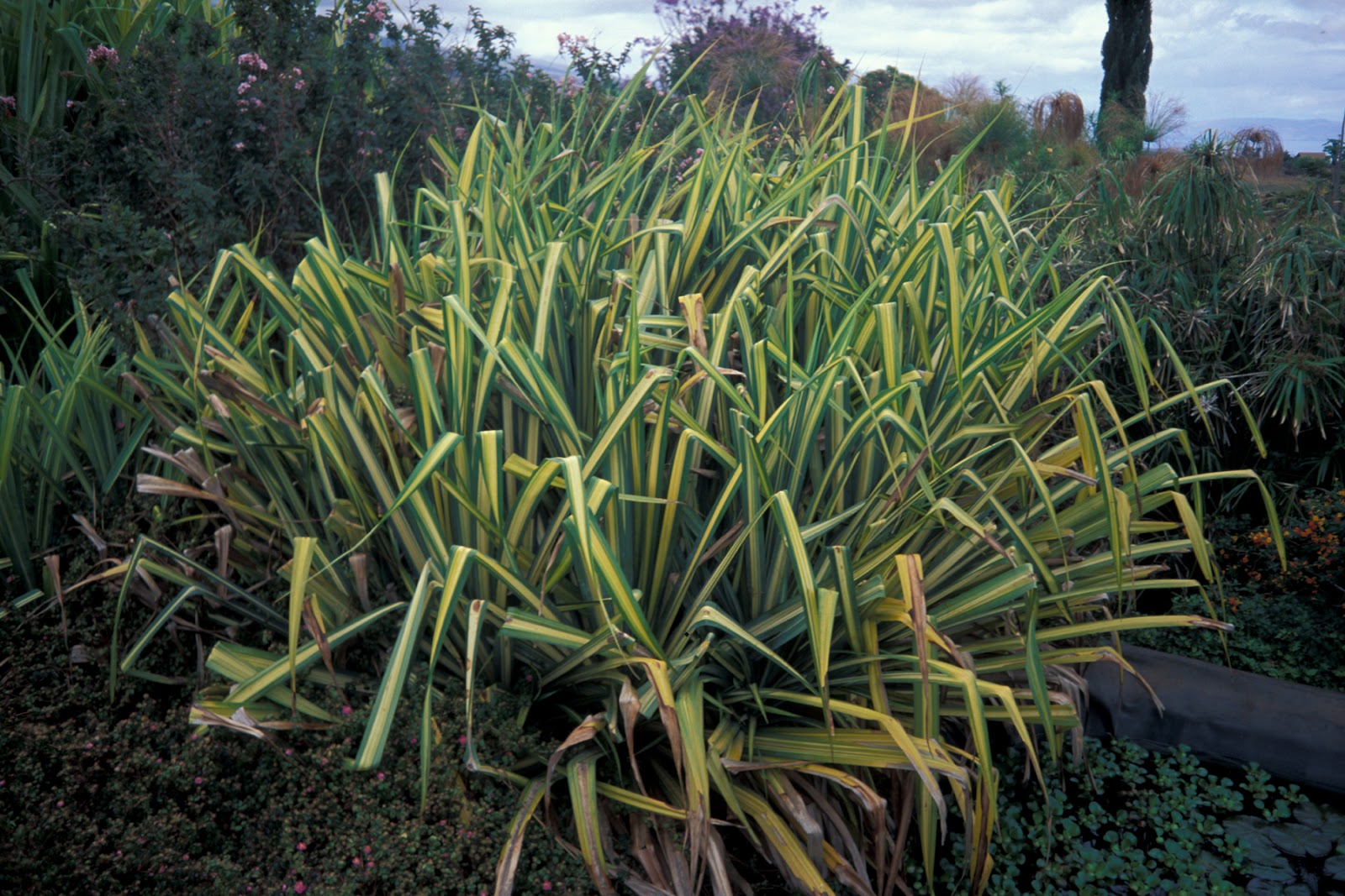 Buguey Wetlands: Buguey Wetlands