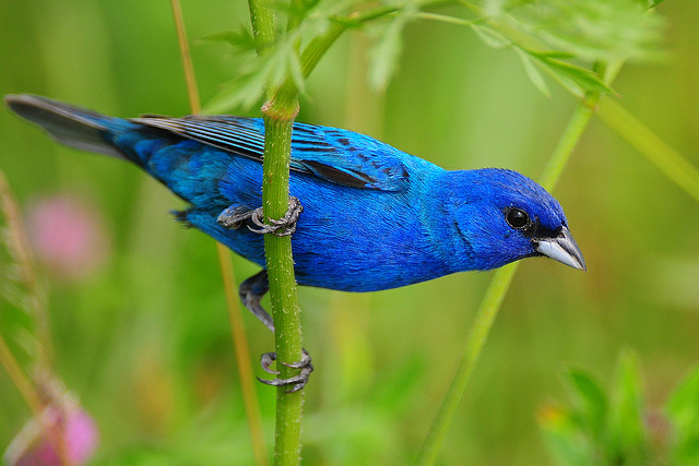 Azulillo Norteño ( Indigo Bunting - Passerina cyanea )