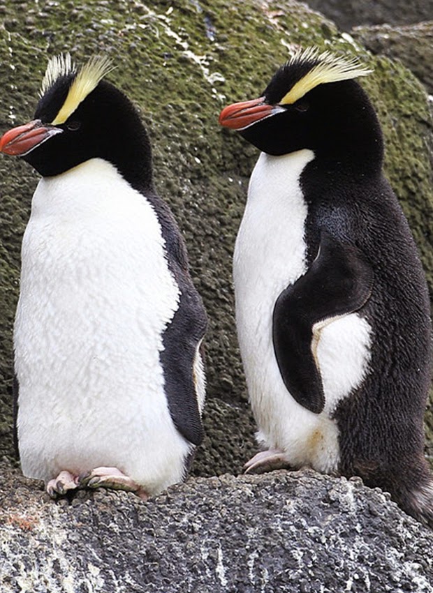 Penguin breeds | Wild life