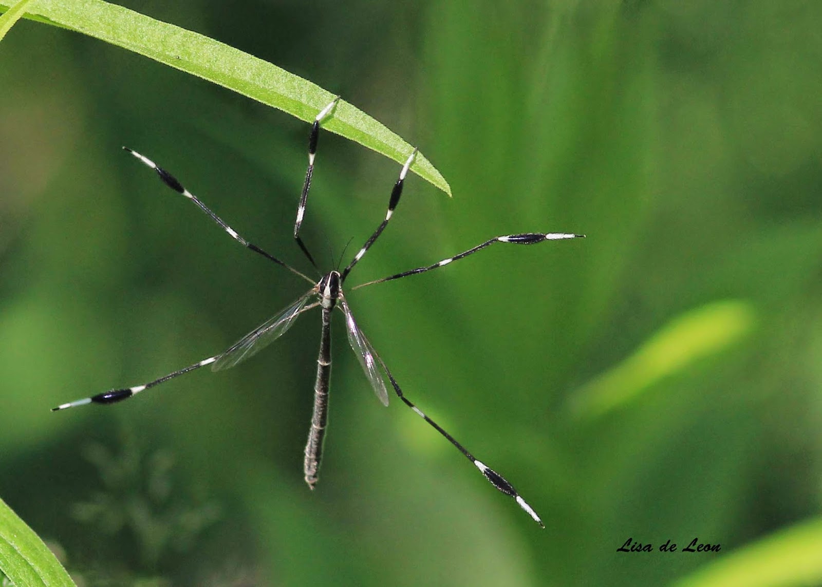 Birding with Lisa de Leon: Phantom Crane Fly and Large Yellow Underwing