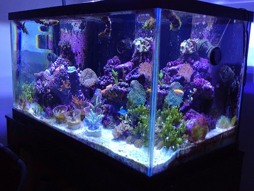 Fungsi dan Manfaat Wave Maker - Dunia Akuarium