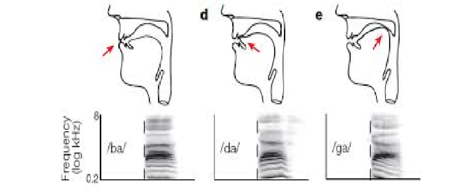 CONOCIENDO LA FONÉTICA ACÚSTICA