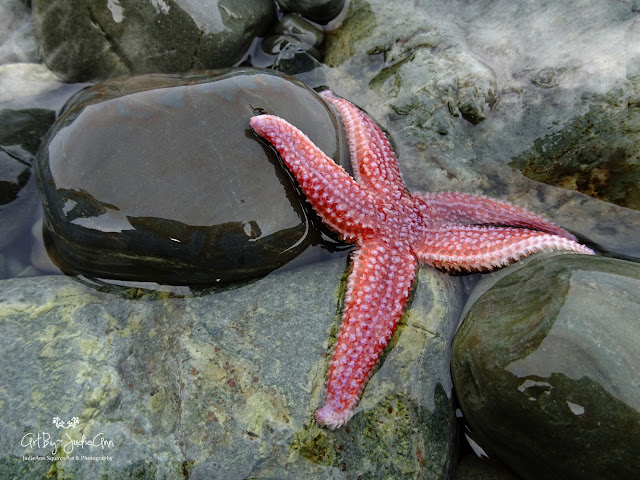 Starfish Northern Sea Star 6 Photos + Video - ArtByJudieAnn