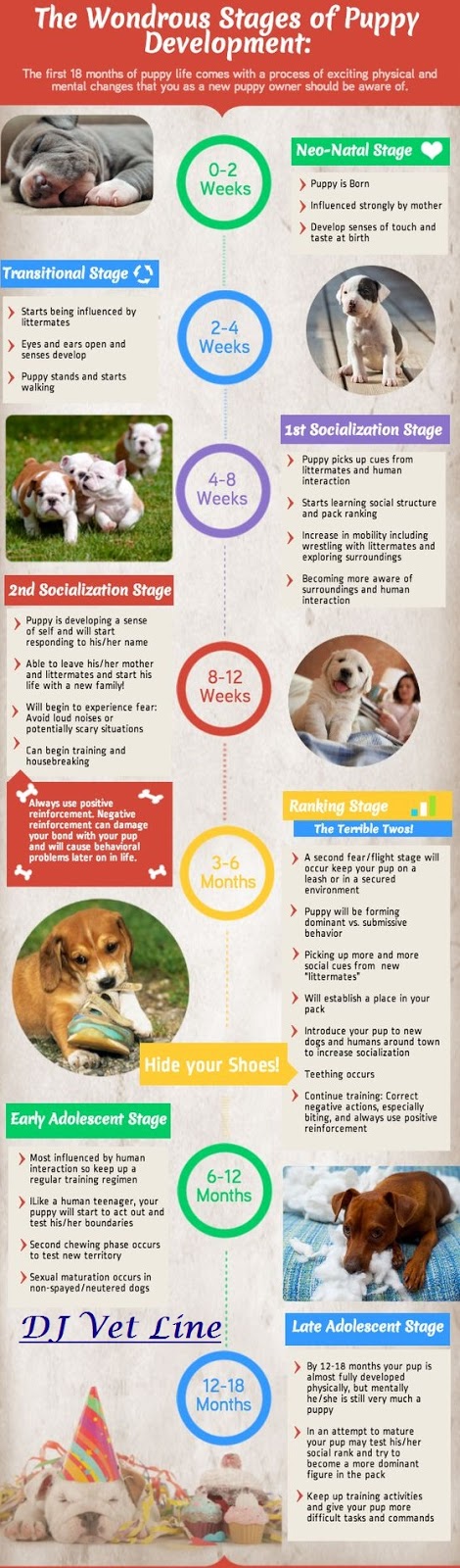 What Are The Stages Of Puppy Development