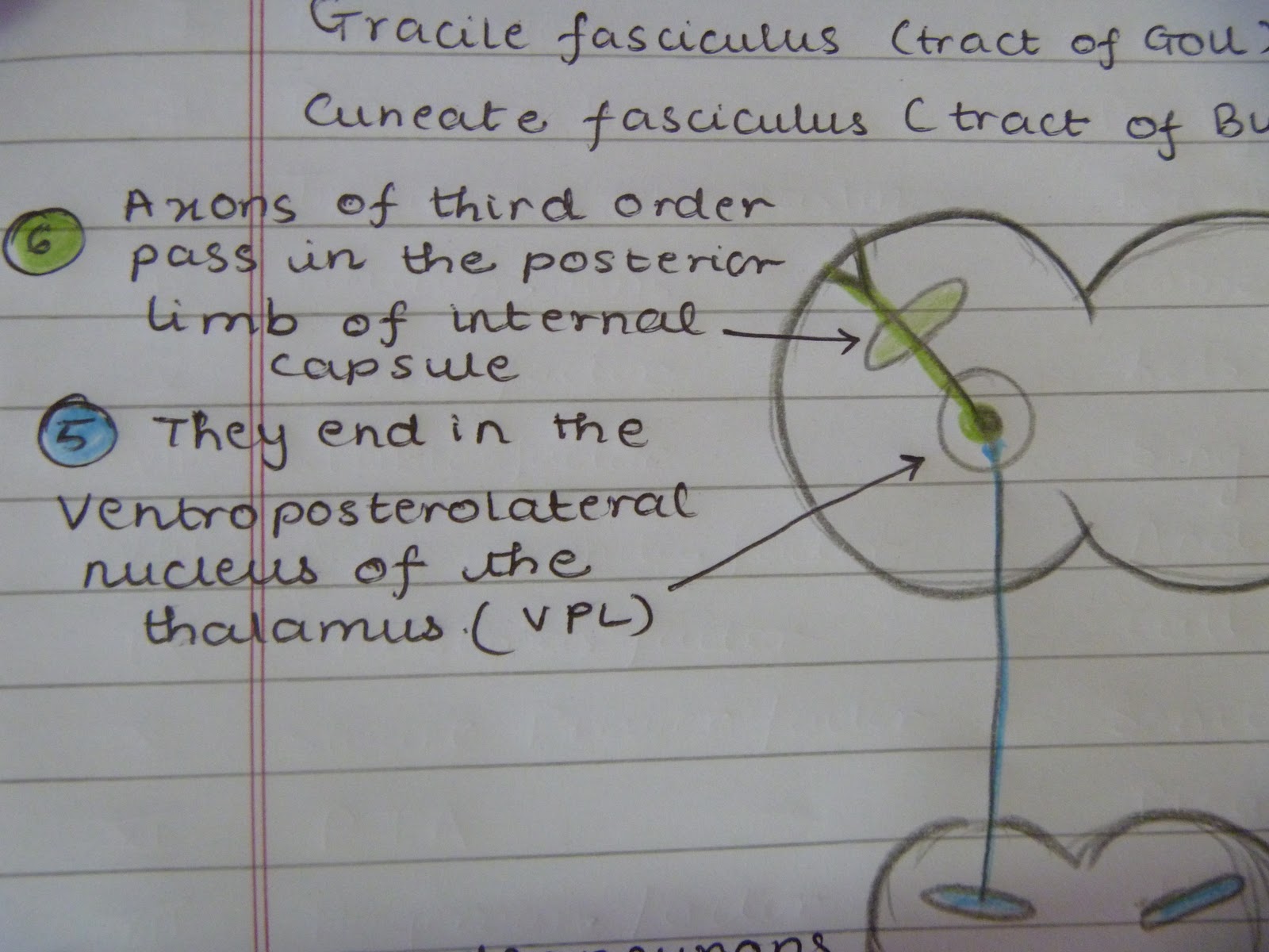 Medicowesome: Fasciculus gracilis and cuneatus