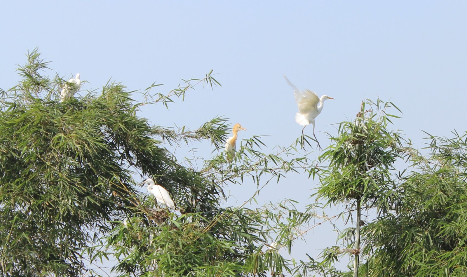 Wisata Unik di Kampung Blekok | Uncle Seronok