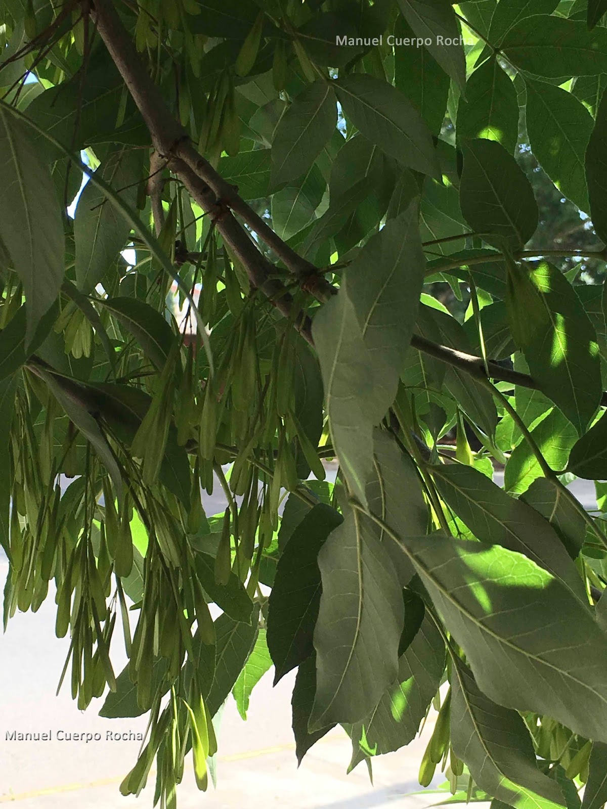 ÁRBOLES Y ARBUSTOS EN LAS CALLES DE MONTIJO: FRESNO