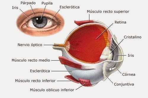BASES FISIOLÓGICAS DE LA CONDUCTA II - SISTEMAS: EL SISTEMA VISUAL