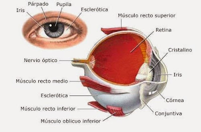 BASES FISIOLÓGICAS DE LA CONDUCTA II - SISTEMAS: EL SISTEMA VISUAL