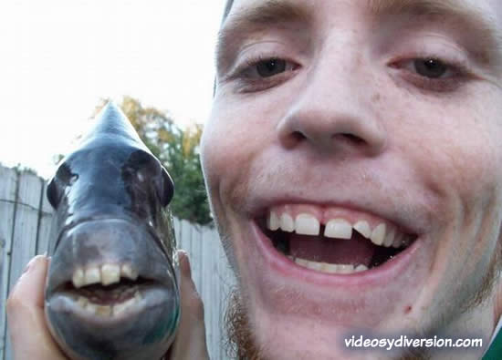 ESTO ES LO ULTIMO – El pez con dentadura humana [FOTOS] - Noticias De Bonao