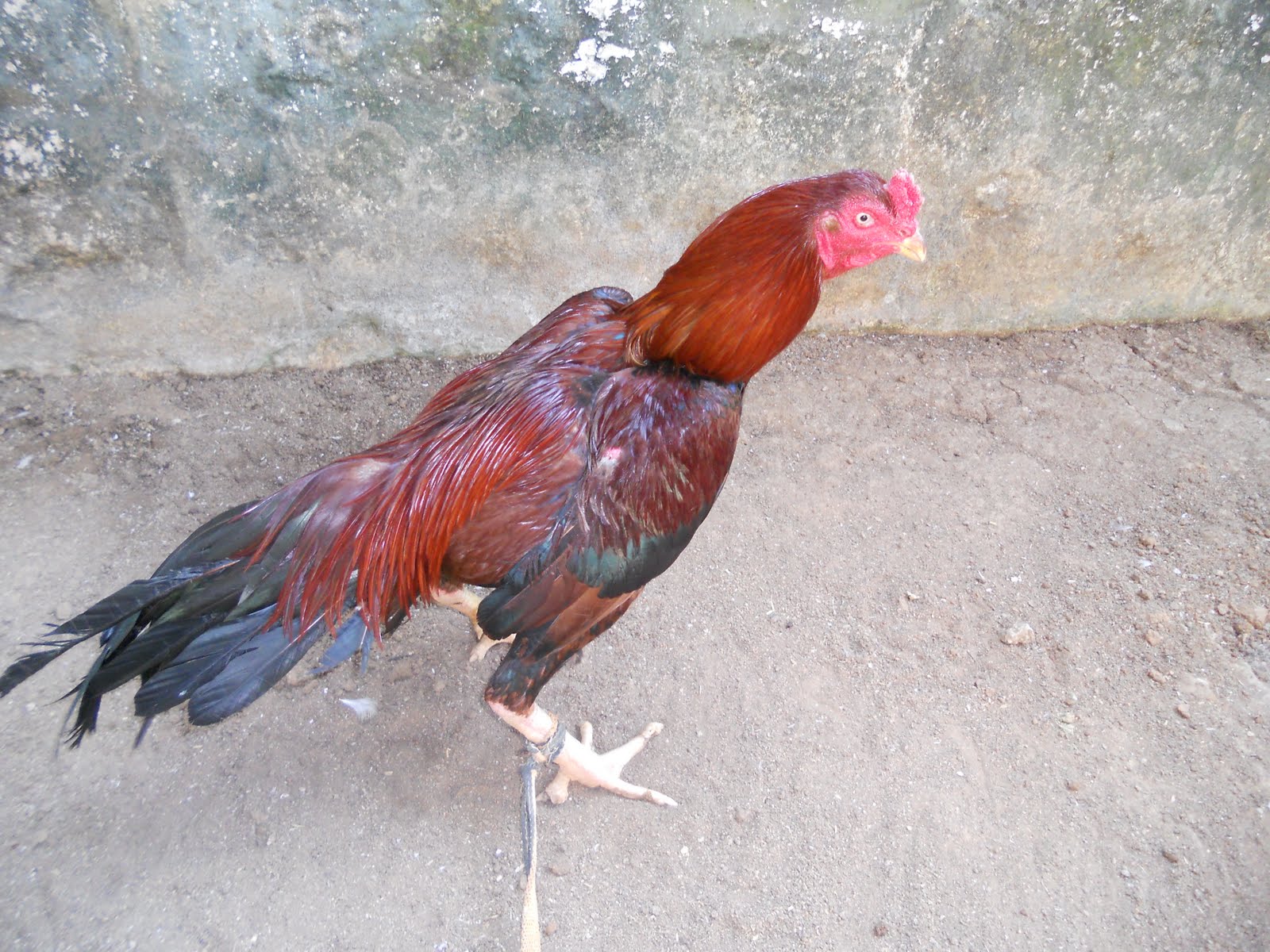 Fighting Rooster: Andhra asil Photos