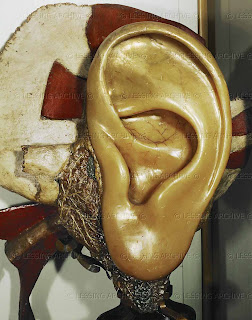 Malomil: Arte e Ciência: Anna Morandi Manzolini (1714-1774).