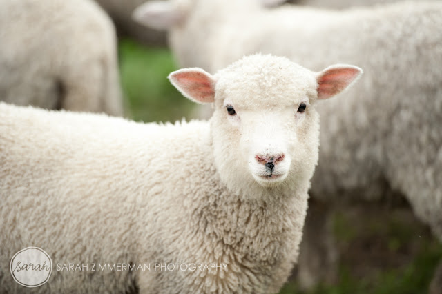 Sarah Zimmerman Photography: Baaaaaa said the sheep