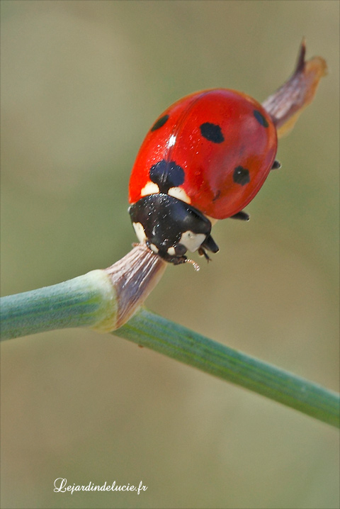 Coccinelles: Hippodamia variegata, Hippodamia undecimnotata, Coccinella ...