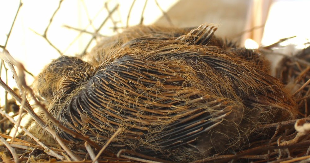 The Field Lab: feathers forming...