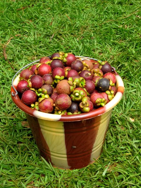 for such a time as this: Gemena to Karawa and Tropical Fruit