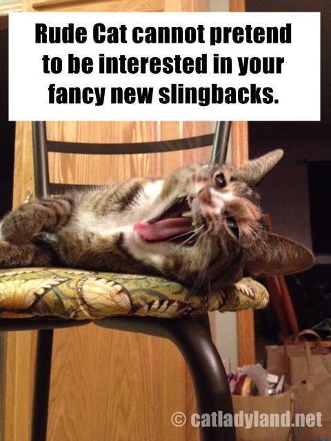 Catladyland: Cats are Funny: Rude Cat Doesn't Care About Your Shoes