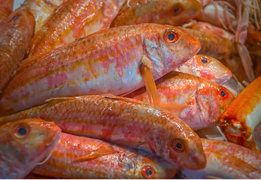 ANIMAIS DA RIA FORMOSA: Peixes 2