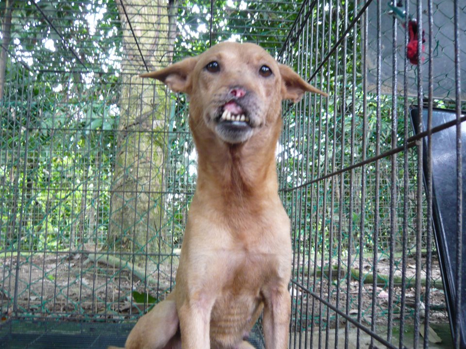 MALAYSIAN DOGS DESERVE BETTER: SOME OF OUR DOGS
