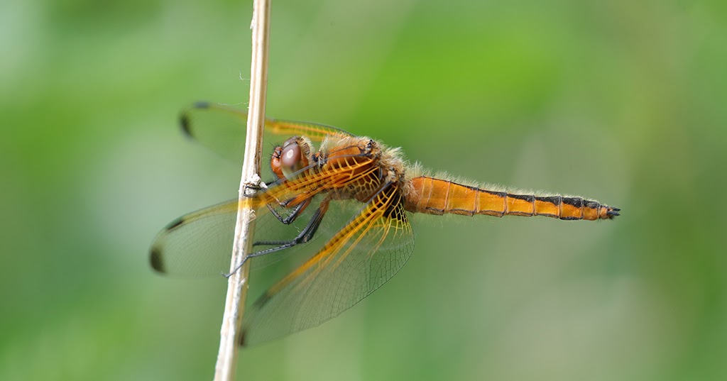 Northamptonshire Dragonflies: Scarce Chaser Hunting