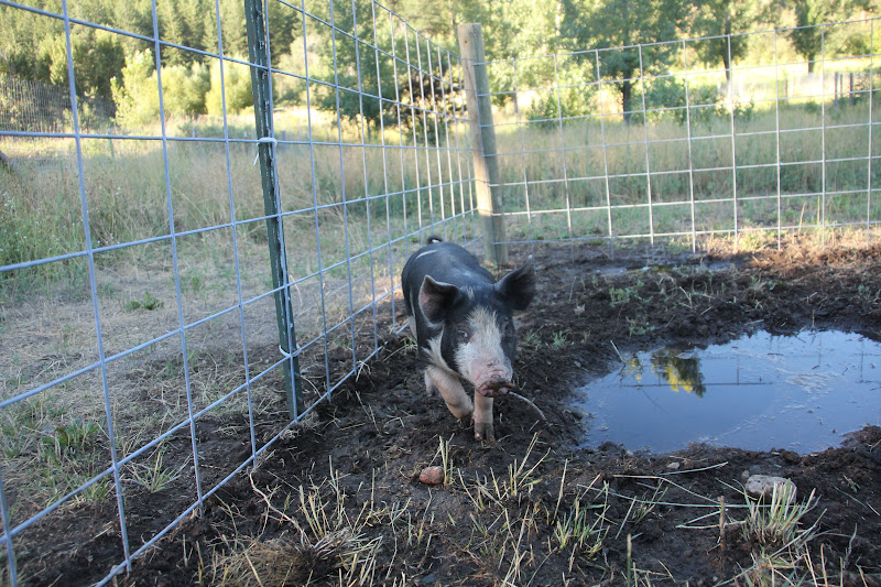 Down by the Creek: Bringing our butcher piglet home