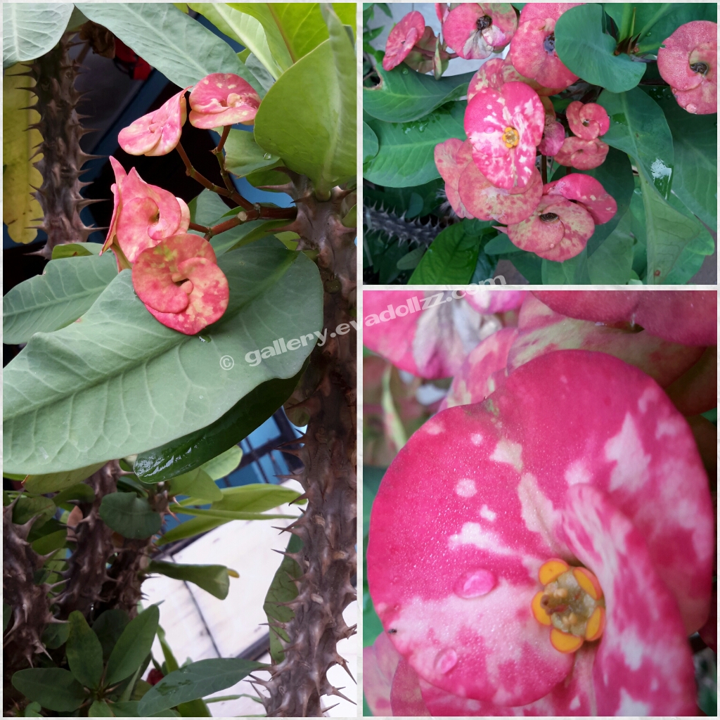 Euphorbia Milii - 10 Foto Bunga Kancing / Mahkota Berduri