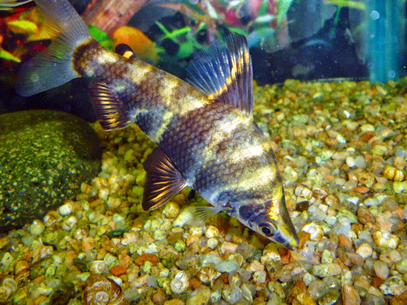 HEADSTANDER FISH photos - wallpapers | the fun bank