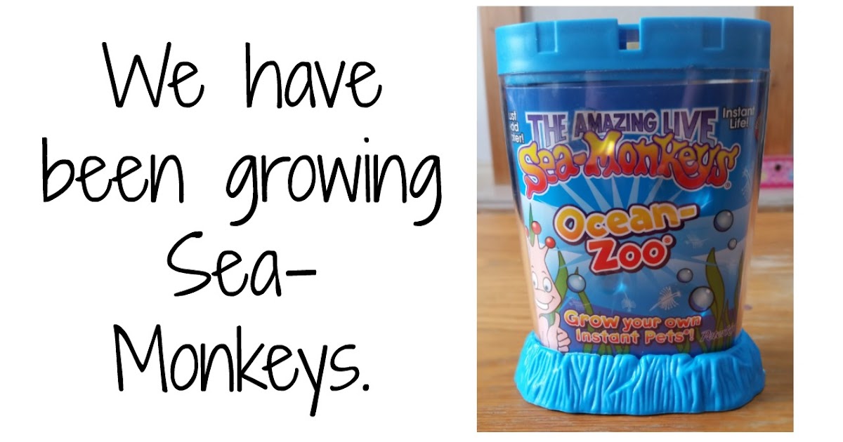Life As Kim: We have been growing Sea Monkeys....
