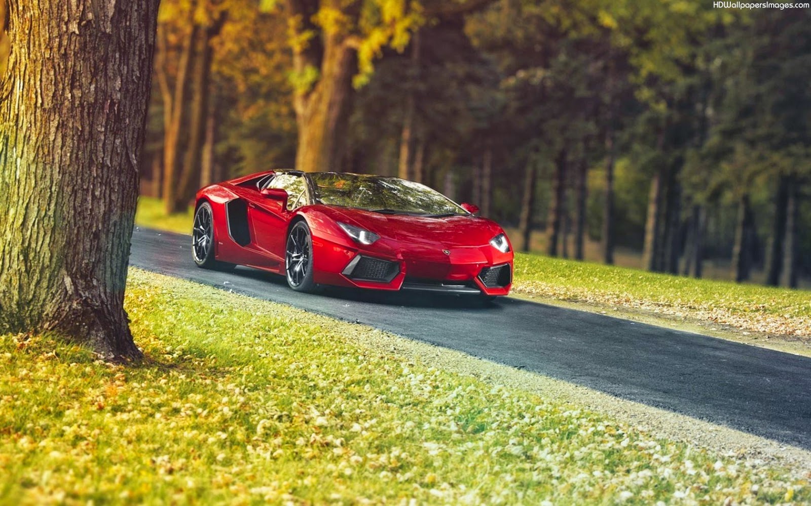 Lamborghini: Red Cars & Red Wine - John Fodera's Tuscan Vines