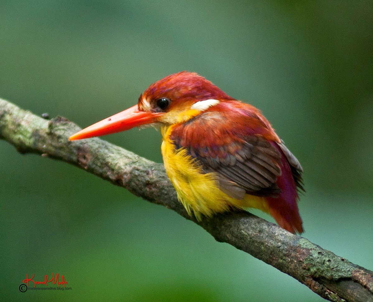 SOUTH EAST ASIA BIRDS - Malaysia birds paradise: Rufous-backed ...
