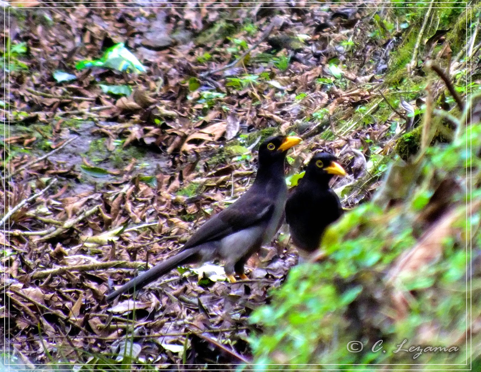 Aves de la región de Huatusco: URRACA PEA o PÁJARO PAPAN (Brown Jay)